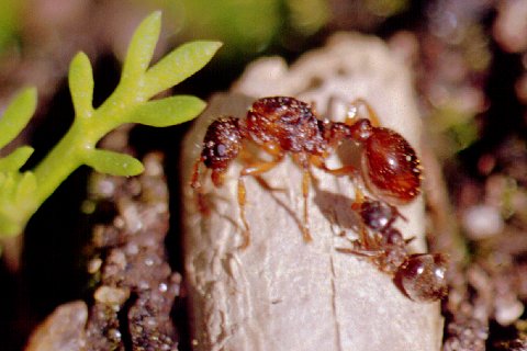 Hymenoptera: Formicidae, Myrmica queen and dead Lasius ant on her leg ...